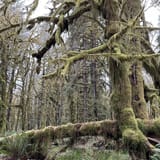 Maple Glade Nature Trail, Washington - 196 Reviews, Map | AllTrails