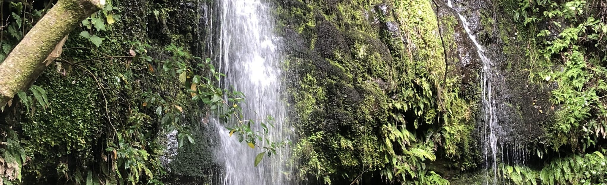 Newtons Waterfall Walk, Canterbury, New Zealand - 26 Reviews, Map ...