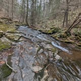 Scar Run Trail, Pennsylvania - 16 Reviews, Map | AllTrails