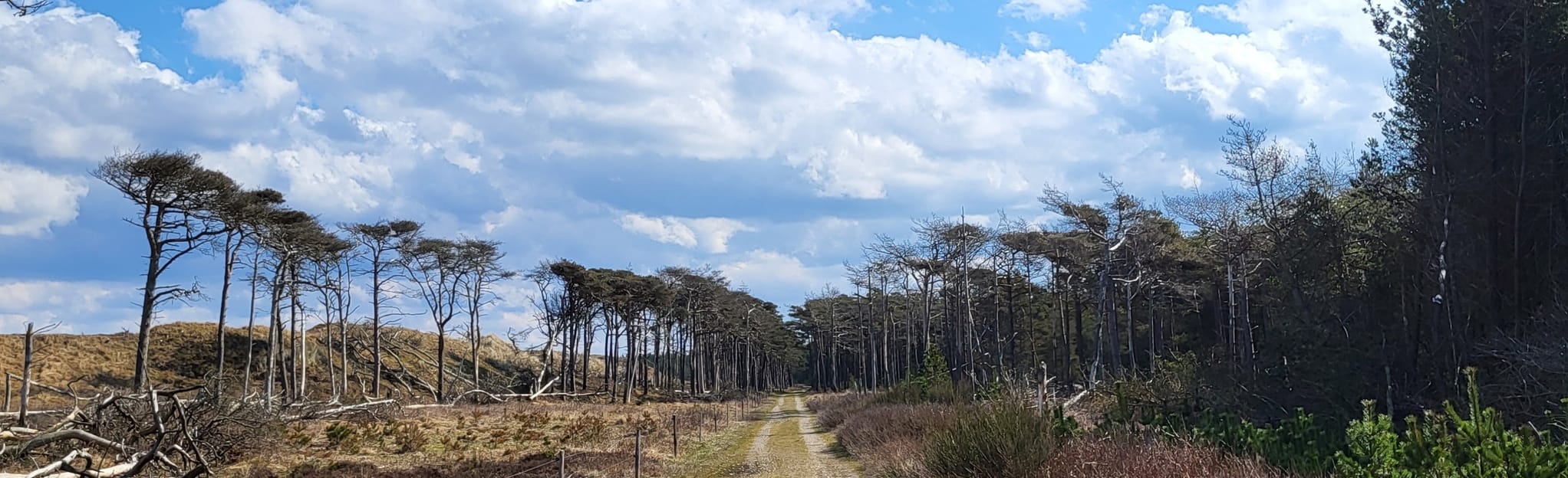 Husby - Husby Klitplantage, Central Denmark Region, Denmark - 3 Reviews ...