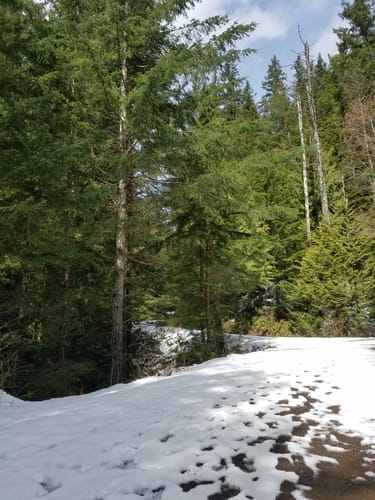 2023 Best River Trails in Tiger Mountain State Forest | AllTrails
