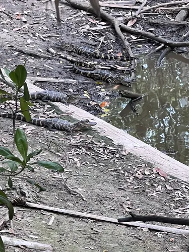 Best Hikes and Trails in Fakahatchee Strand Preserve State Park | AllTrails