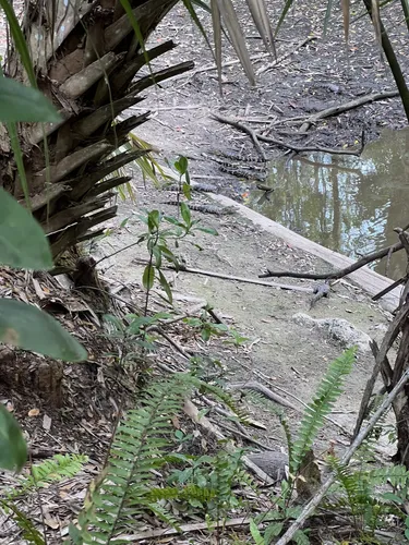 Best Hikes and Trails in Fakahatchee Strand Preserve State Park | AllTrails