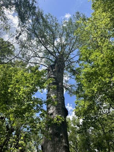 2023 Best Easy Trails in Goethe State Forest | AllTrails