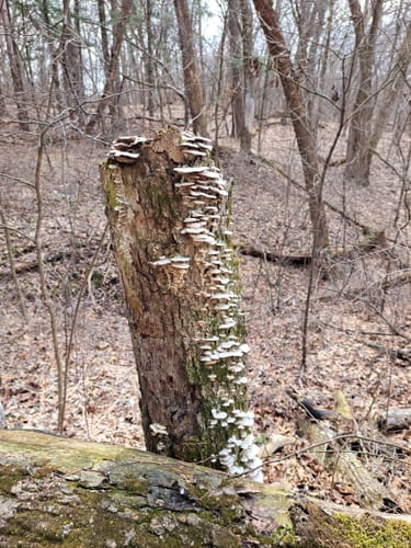 Best Hikes and Trails in Pinicon Ridge County Park | AllTrails