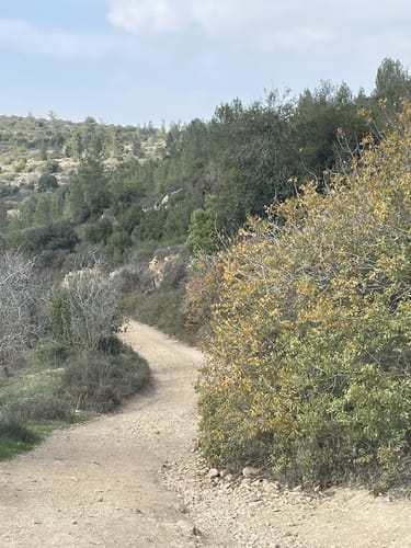 Best Hikes and Trails in Bar Giora Forest | AllTrails