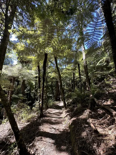 2023 Best Kid Friendly Trails in Orere Point | AllTrails