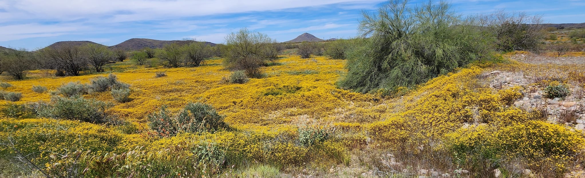 Adobe Dam Path, Arizona - 81 Reviews, Map | AllTrails