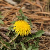 Southern New England Trunkline Trail, Massachusetts - 378 Reviews, Map ...