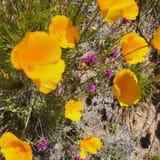 Dixie Mine Trail, Arizona - 154 Reviews, Map | AllTrails