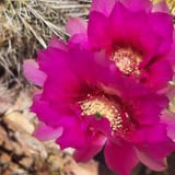 Dixie Mine Trail, Arizona - 154 Reviews, Map | AllTrails