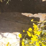 Dixie Mine Trail, Arizona - 147 Reviews, Map | AllTrails