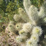 Dixie Mine Trail, Arizona - 147 Reviews, Map | AllTrails