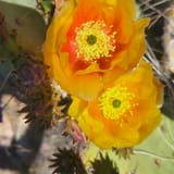 Dixie Mine Trail, Arizona - 147 Reviews, Map | AllTrails