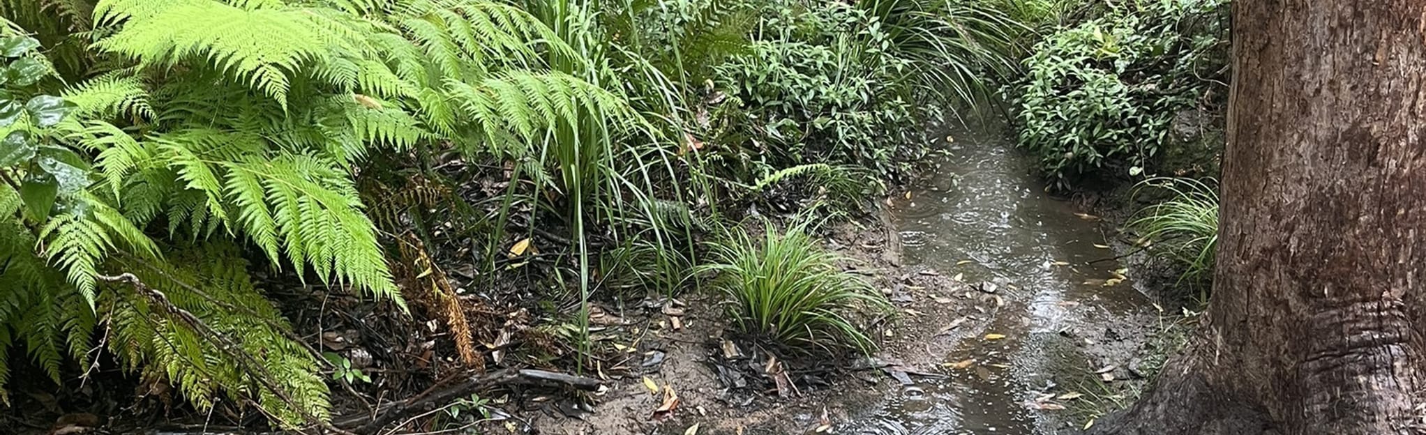 Toohey Forest Loop: 16 Reviews, Map - Queensland, Australia | AllTrails