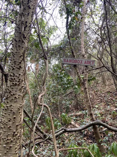 Best Forest Trails in Lemon Arbour | AllTrails