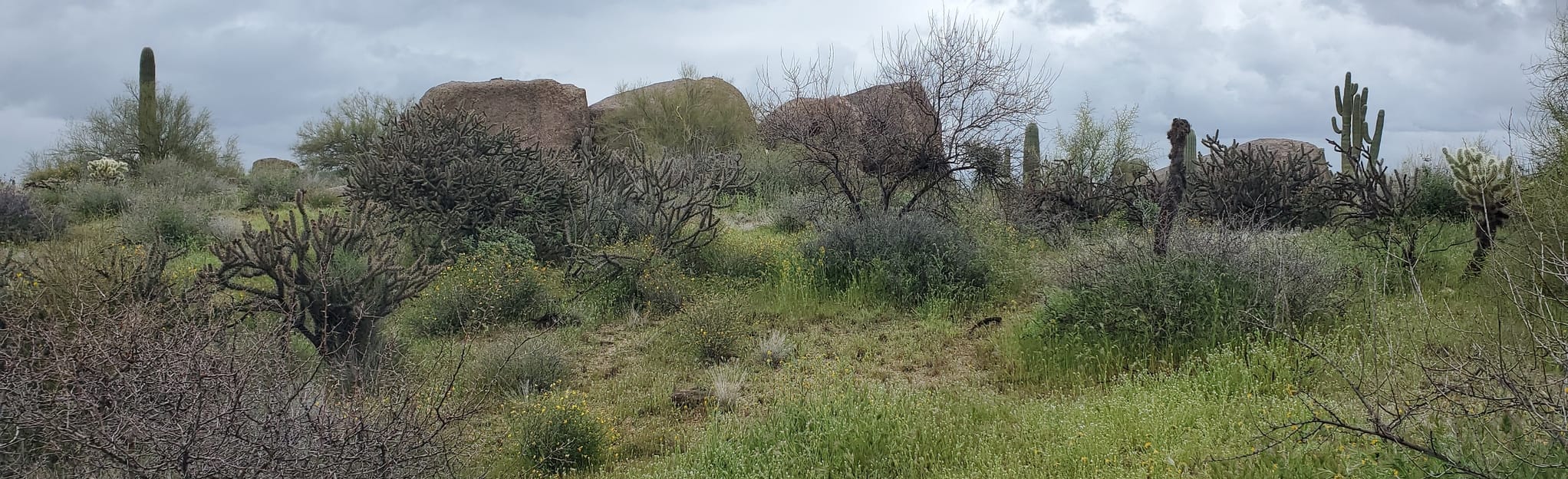 Bootlegger Trail to Powerline Road Loop: 121 Reviews, Map - Arizona ...