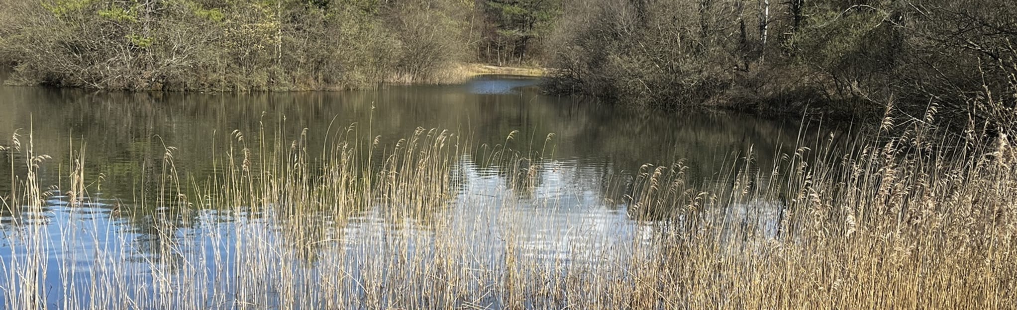 Pembrey Forest and Country Park Loop, Carmarthenshire, Wales - 44 ...
