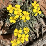 Mescal Mountain Trail, Arizona - 584 Reviews, Map | AllTrails