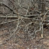 John P Saylor Trail, Pennsylvania - 140 Reviews, Map | AllTrails