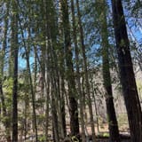 Deep Run Park Trails, Virginia - 1,169 Reviews, Map | AllTrails