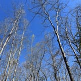 Deep Run Park Trails, Virginia - 1,169 Reviews, Map | AllTrails