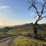 Hickory Oak Ridge Trail Loop, California - 232 Reviews, Map | AllTrails