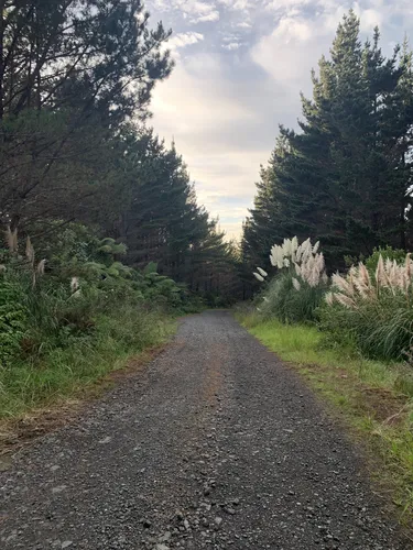 10 Best Hikes and Trails in Riverhead Forest | AllTrails