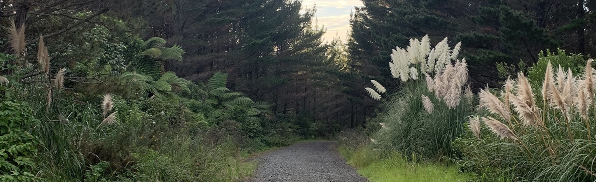 Forest Strip Road Track, Auckland, New Zealand - 43 Reviews, Map ...