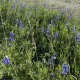 Point Buchon Trail, California - 461 Reviews, Map | AllTrails