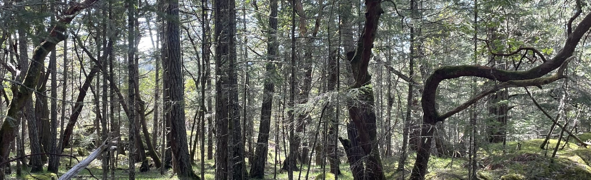 Pearson College Trail, British Columbia, Canada - 37 Reviews, Map ...