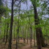 Ratcliff Lake Trail, Texas - 242 Reviews, Map | AllTrails