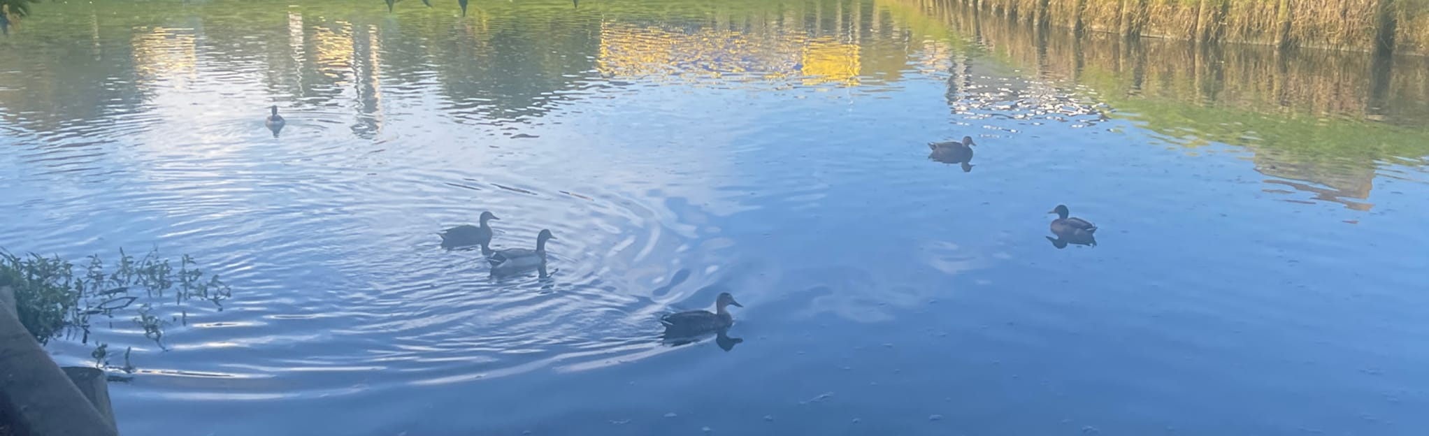 Waiuku Path, Auckland, New Zealand - 9 Reviews, Map | AllTrails