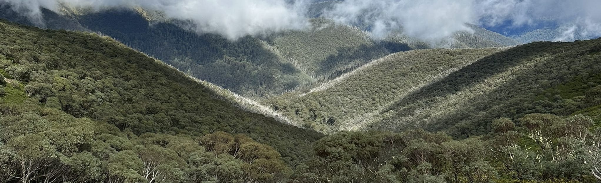 Mount Feathertop Loop, Victoria, Australia - 20 Reviews, Map | AllTrails