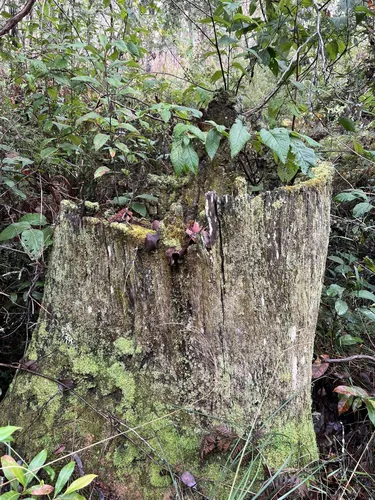 Beste wandelingen en routes in Colquhoun State Forest | AllTrails