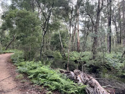 Beste wandelingen en routes in Colquhoun State Forest | AllTrails