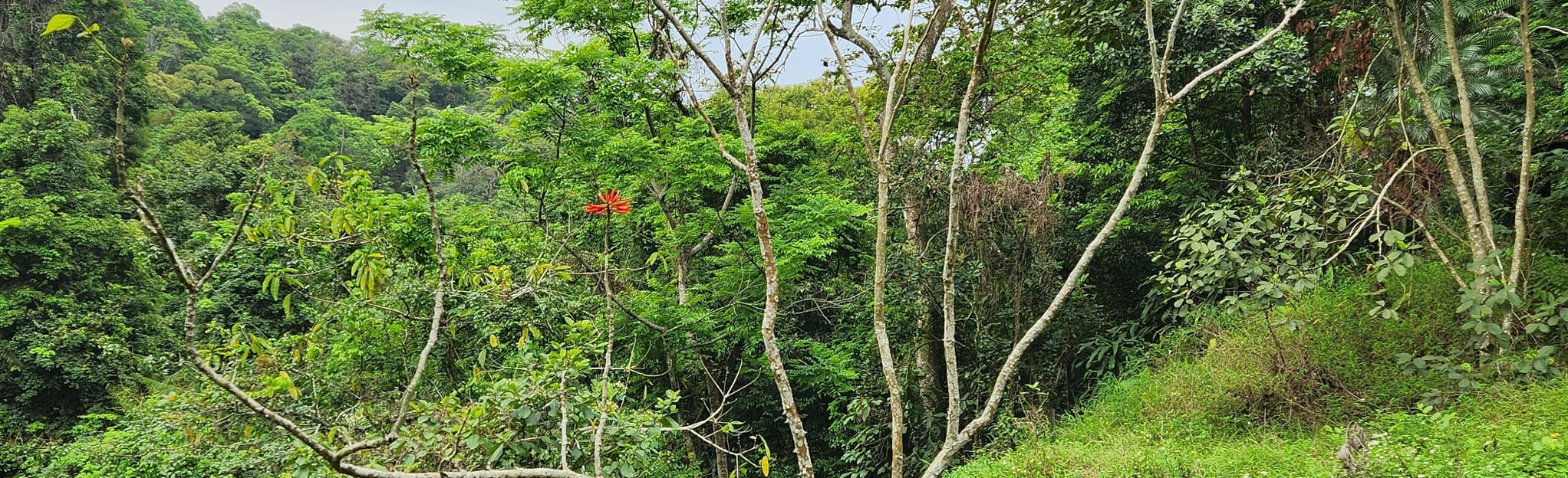 Tai Po Kau Red Trail: 21 Reviews, Map - Tai Po, Hong Kong | AllTrails