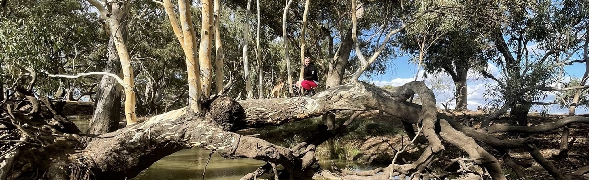 Boosey Creek River Walk, 20 Fotos - Victoria, Australia | AllTrails