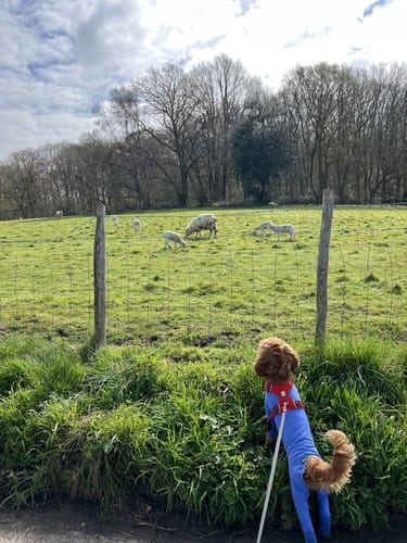 Best Hikes and Trails in Blean Woods Nature Reserve | AllTrails