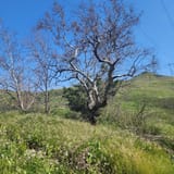 Bane Canyon Short Loop Trail, California - 767 Reviews, Map | AllTrails