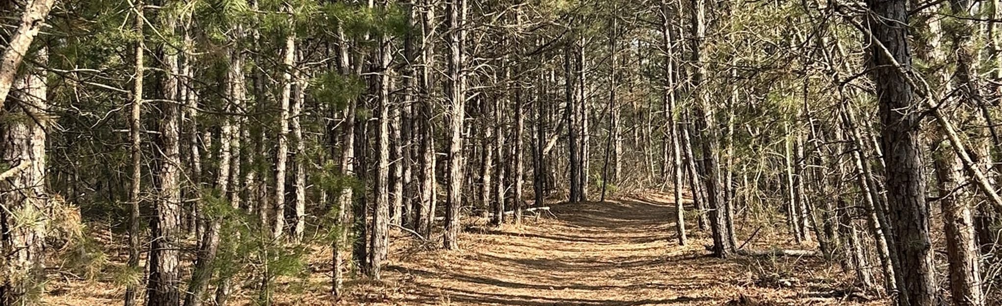 Lizard Tail Swamp Yellow Loop Trail : 49 foto's - New Jersey | AllTrails