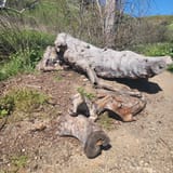 Bane Canyon Short Loop Trail, California - 767 Reviews, Map | AllTrails