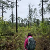 Wild Azalea Trail, Louisiana - 290 Reviews, Map | AllTrails
