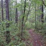 Wild Azalea Trail, Louisiana - 290 Reviews, Map | AllTrails