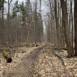 Loree Forest Loop, Ontario, Canada - 1,085 Reviews, Map | AllTrails