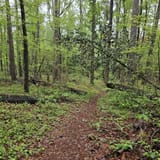 Wild Azalea Trail, Louisiana - 328 Reviews, Map | AllTrails