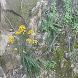 Newhall Pass: Weldon Canyon Trail, California - 236 Reviews, Map ...