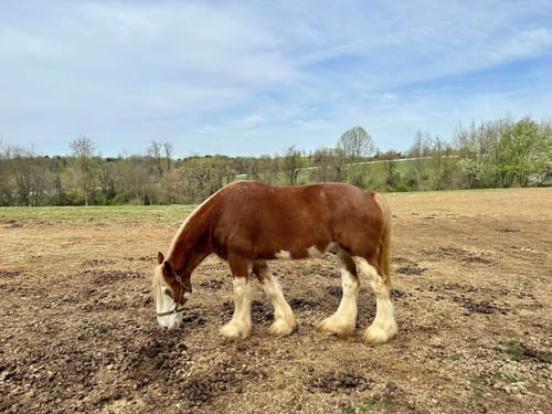 Best Hikes and Trails in Carousel Farm Park | AllTrails