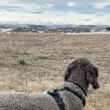 Cranston Ridge Loop, Alberta, Canada - 147 Reviews, Map | AllTrails