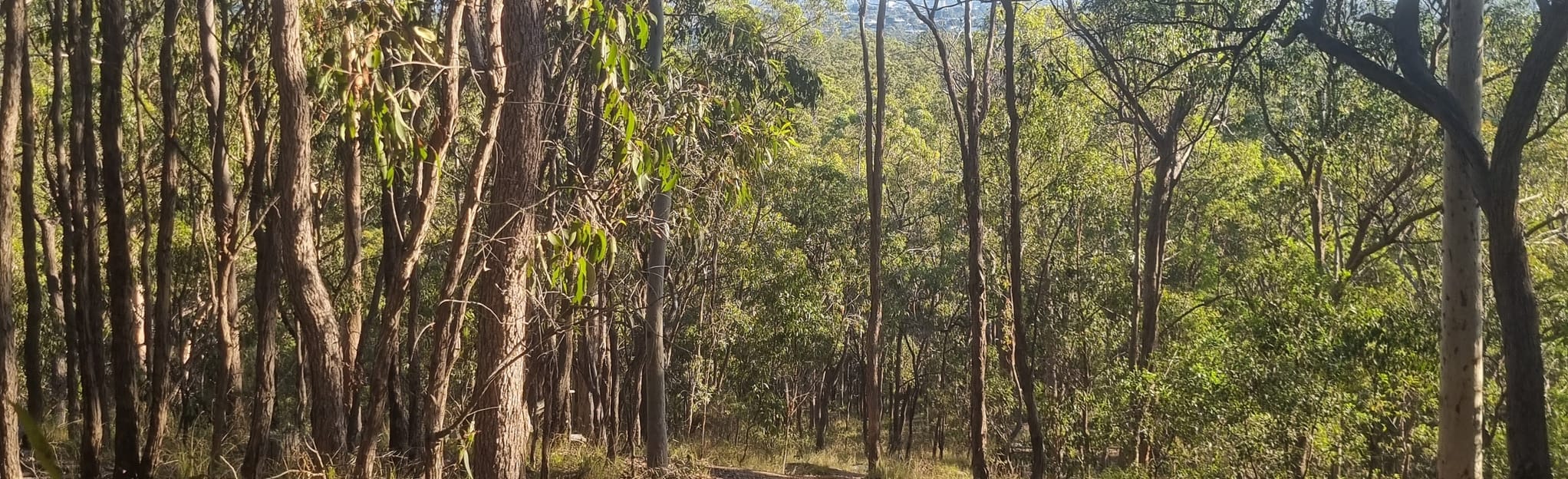 Toohey Forest Circut, Queensland, Australia - 83 Reviews, Map | AllTrails